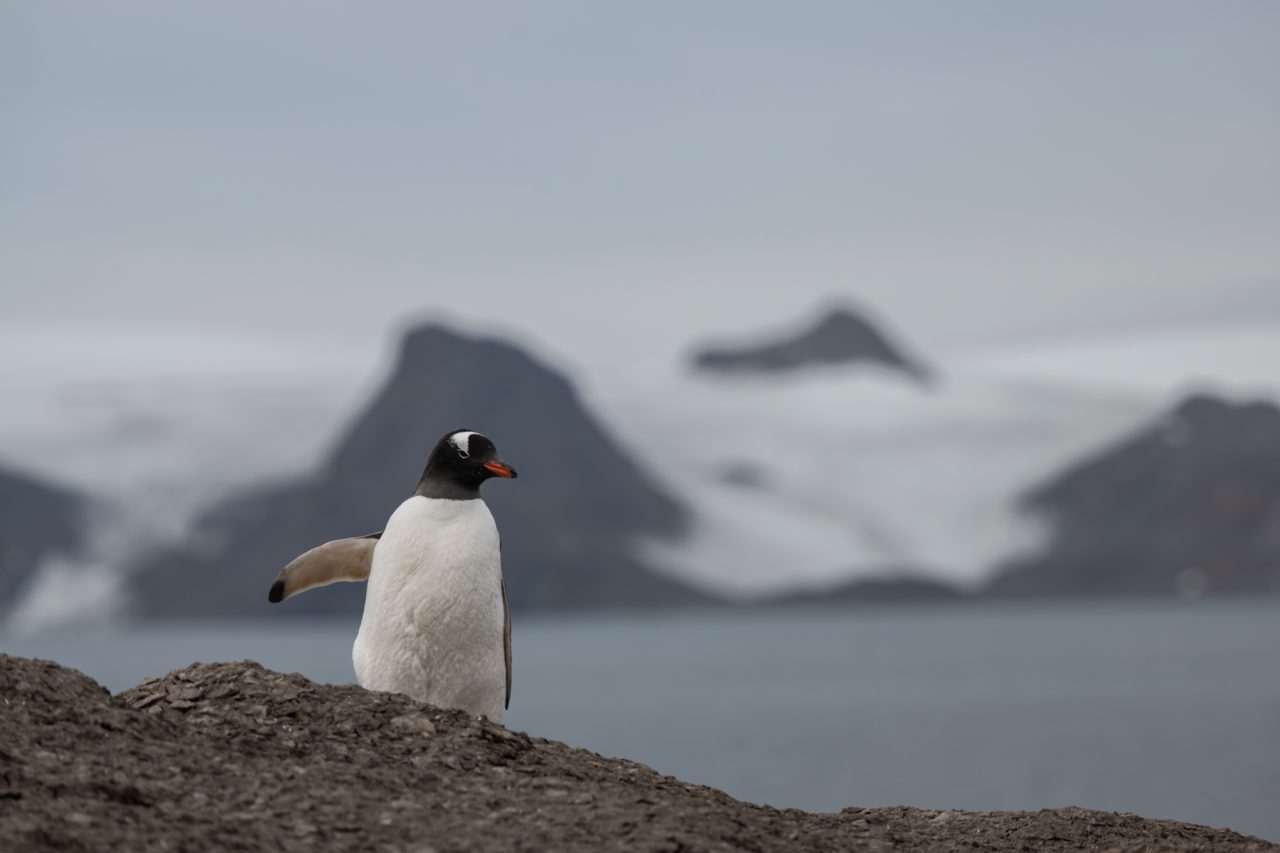 Şebnem Coşkun'un Antarktika Bilim Seferi'ndeki Çalışmaları - Karacasulu ...